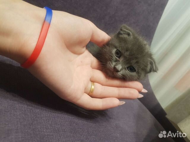 Британские котята