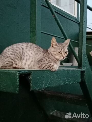 Очень нужен дом для Рыськи