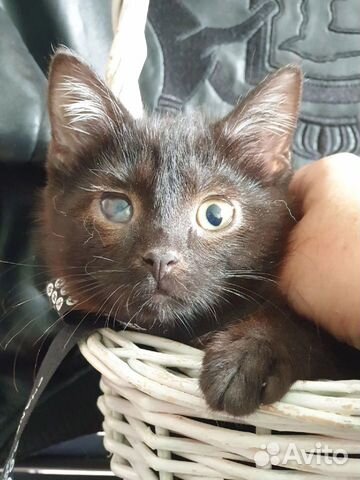 Котенок Ильюша 2,5 месяца