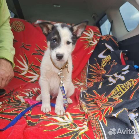 Щенок (мальчик, 2 месяца) в дар