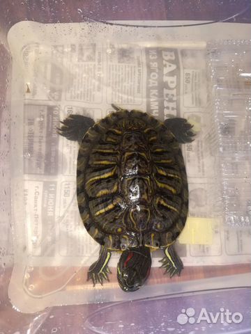 Красноухая черепаха бесплатно