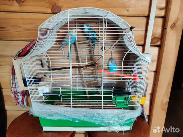 Волнистые попугаи с просторной клеткой