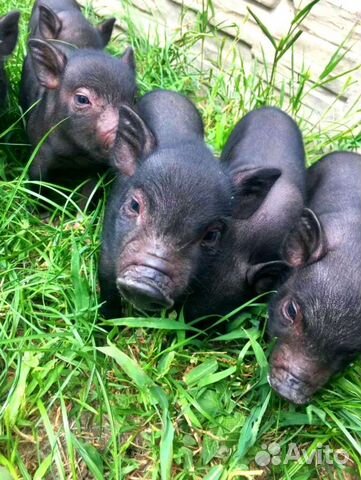 Вьетнамские вислобрюхие поросята