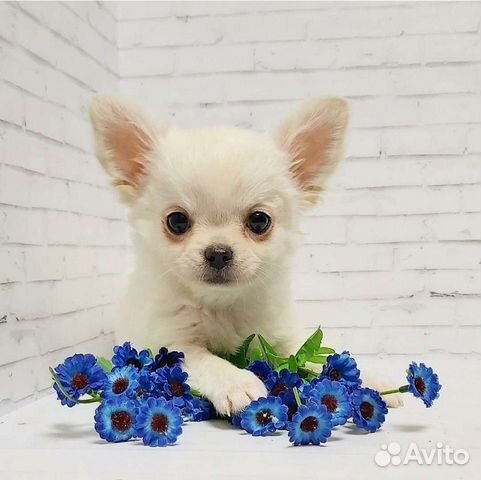 Щенки чихуахуа мальчик