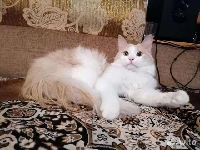 Тишка 8 месяцев