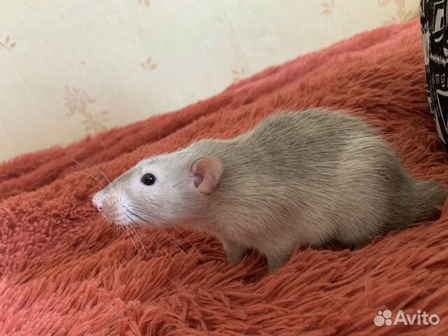 Крыса дамбо мальчик