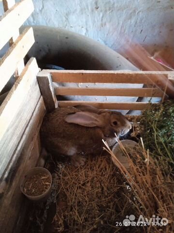 Кролики бельгийский великан