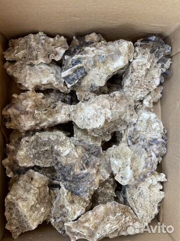 Морские ракушки