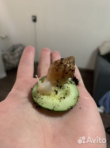 Улитки ахатины