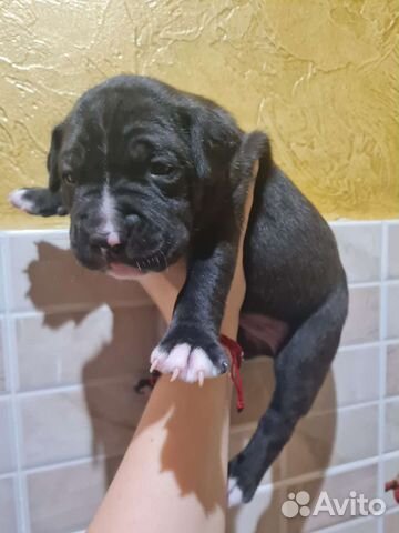 Стаффорд щенки