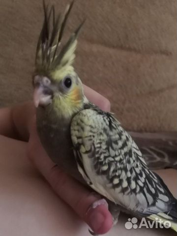 Птенчик кореллы