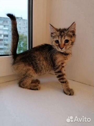 Тигра в поисках семьи