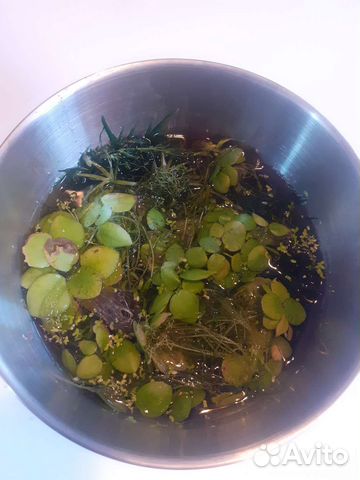 Аквариумные растения