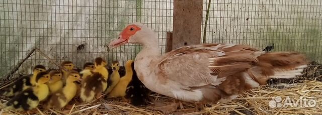 Индоутята суточные