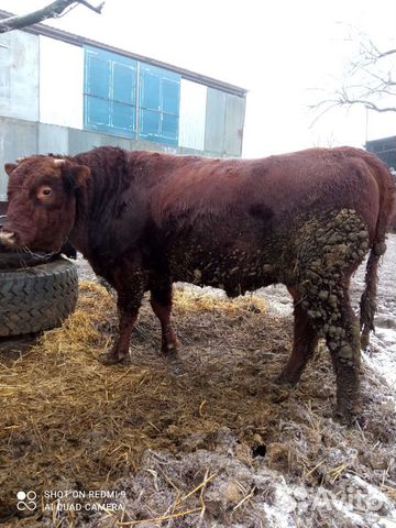 Бычок на мясо