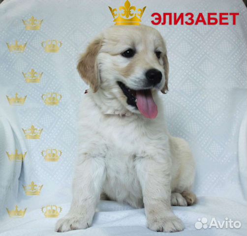 Высокопородистые щенки золотистого ретривера