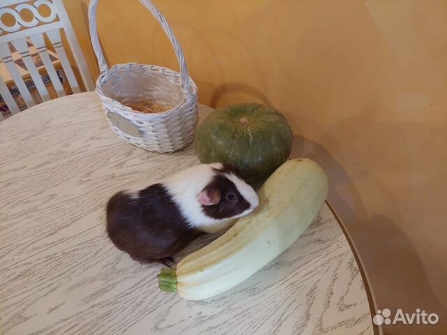 Морская свинка