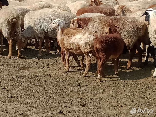 Продаются ягнята