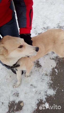 Найдена собака