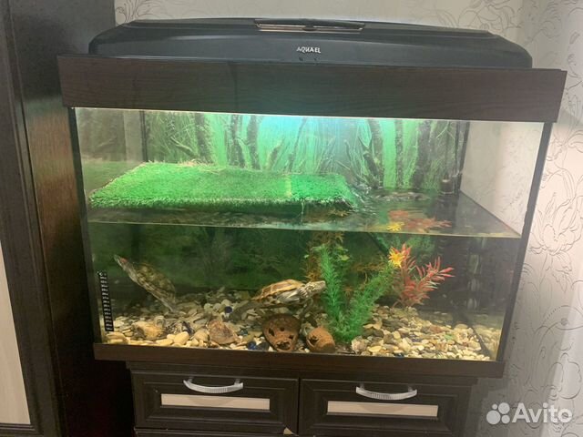 Акватеррариум с черепахами