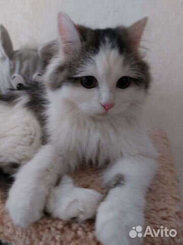 Котик Дуглас ищет дом