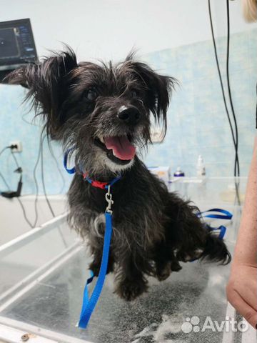 Маленькая собачка