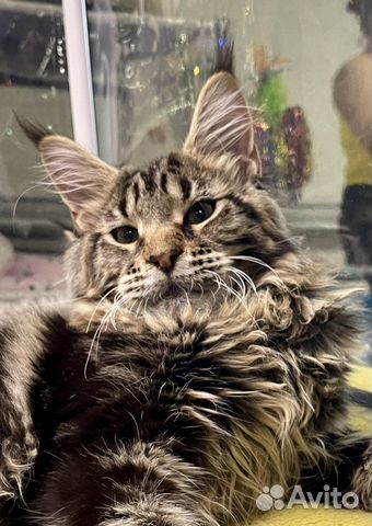 Малыш зигмунт