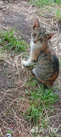 Котята ищут дом