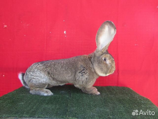 Бельгийский великан (Ризен, Фландр,Обр)