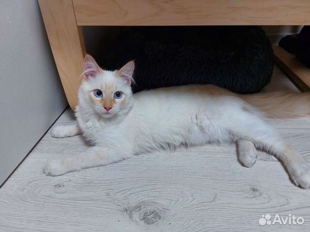 Отдам кота в добрые руки