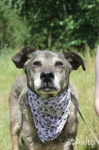 Добрый пёс Барс в добрые руки