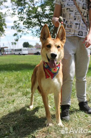 Бывшедомашней Лесли не место в клетке