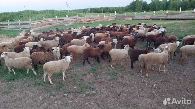 Продаются овцы