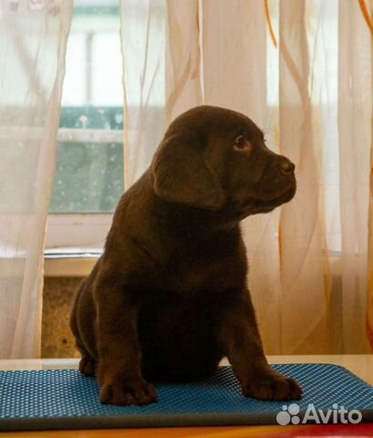 Щенки лабрадора