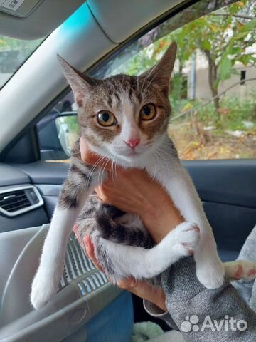 Нежная Эля в добрый дом