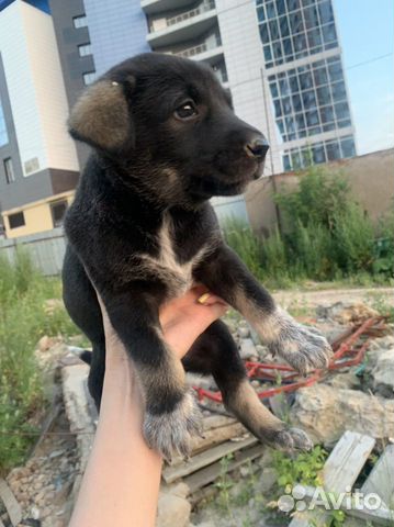 Овчаристый щенок, кобель, 1 мес