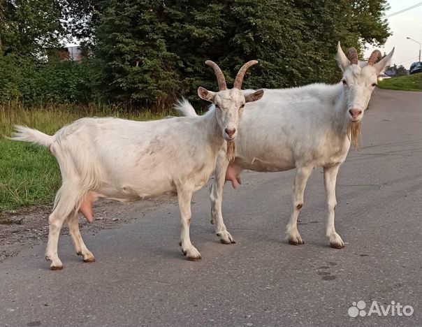 Козы дойные