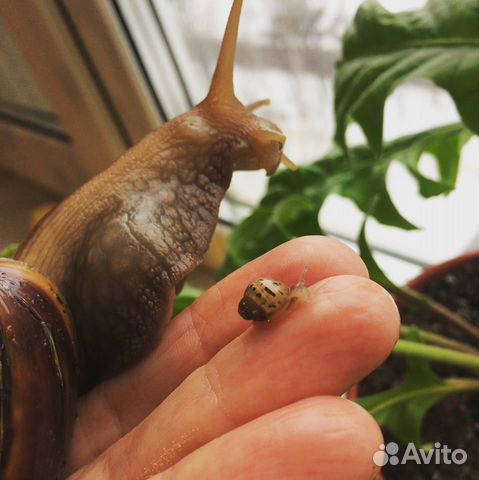 Продам маленьких ахатинов