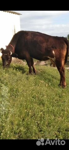 Корова дойная