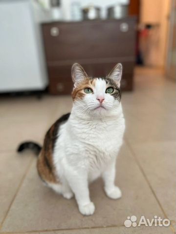 Трехцветная кошка в доьрые руки