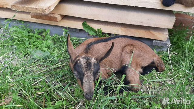 Продам козликов