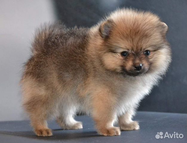 Маленькие помски- щенки