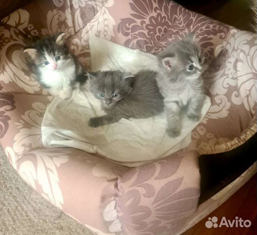 Котята в заботливые руки