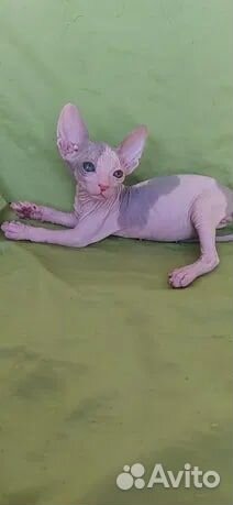 Лысая кошка сфинкс