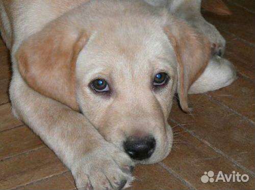 Щенки лабрадора