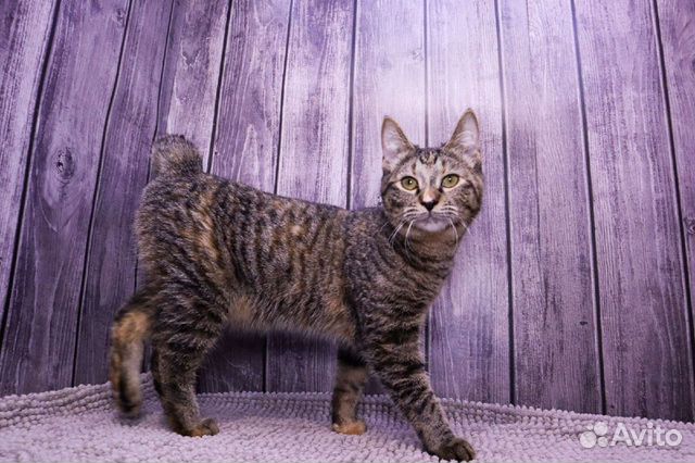 Кошка с коротким хвостиком
