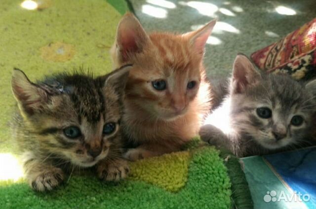 Котятки шерстяные