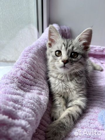 Самый сладкий кот