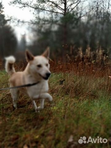 Арчи очень давно ищет свою семью