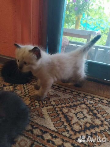 Котята в добрые руки